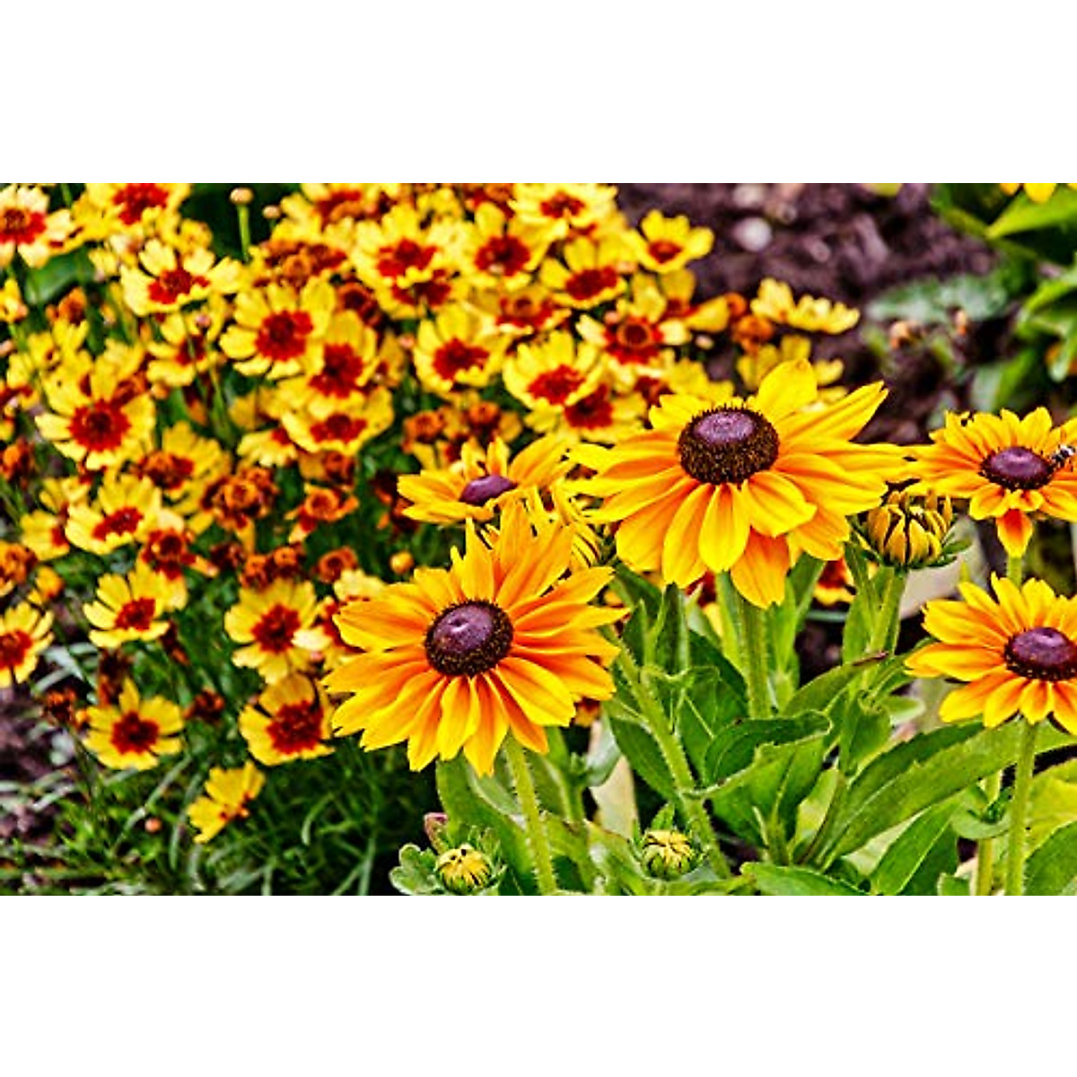Black Eyed Susan Seeds for Planting, 5000 Seeds, Giving You Beautiful Black Eyed Susan Flowers, Non-GMO, Heirloom Seed Varieties
