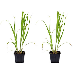 Live Lemongrass Plants (2-Pack); Each 4-8 Inches, in Nursery Pots, Culinary and Aromatherapy Herb Indoor/Outdoor Container Plants