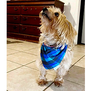 BOACQUEÑO (M Reversible Dog Bandana+Golden Rewards Premium Dog Treats Jerky 32oz