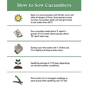 Burpee Sweet Success Slicing Cucumber Seeds 20 seeds