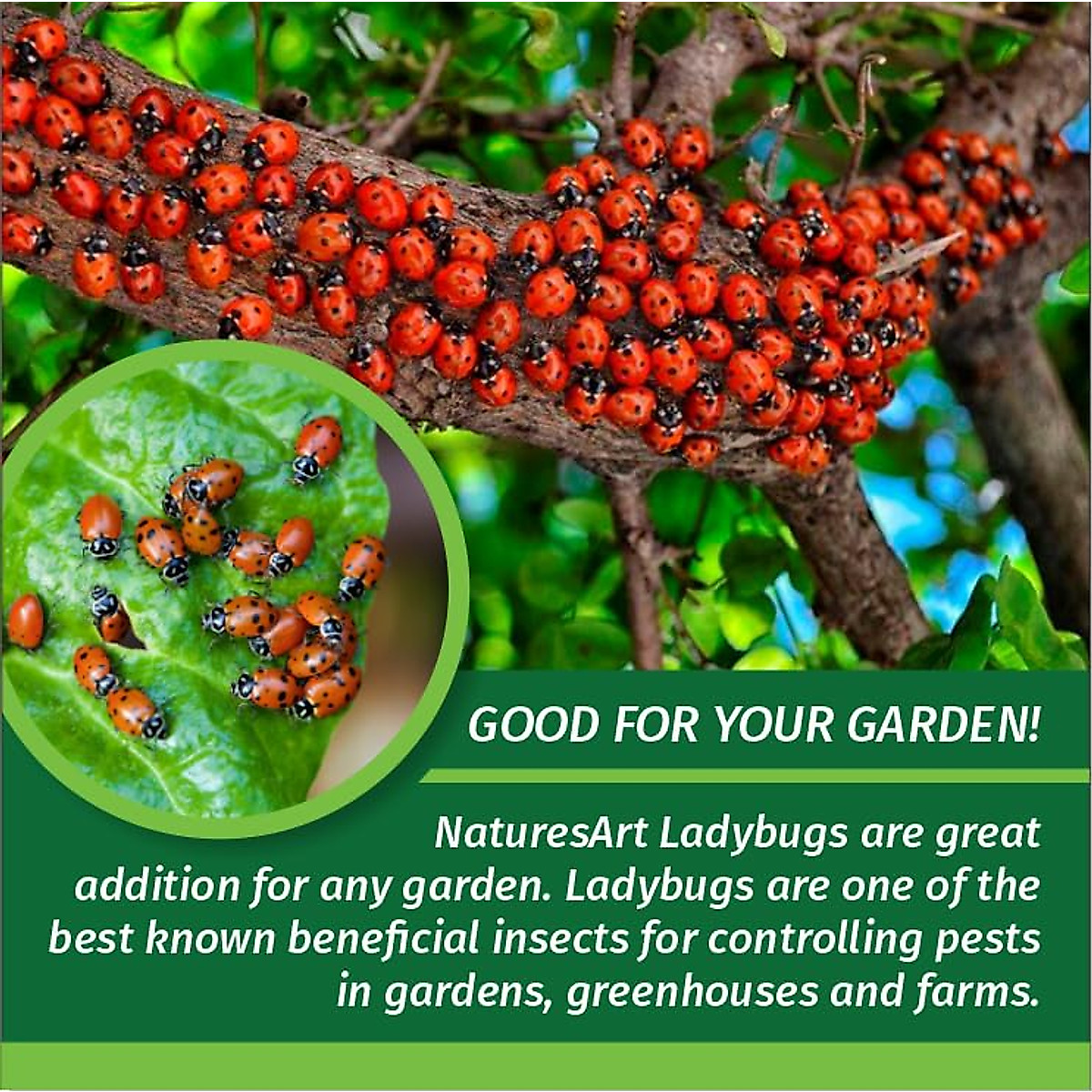 NaturesArt 1500 Live Ladybugs - Good Bugs for Garden - Ladybug Guaranteed Live Delivery* - Plastic Box, Container, Case.