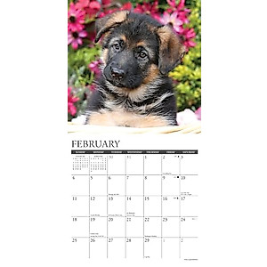 Willow Creek Press German Shepherd Puppies Monthly 2024 Wall Calendar (12" x 12")