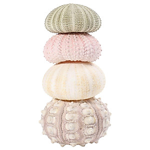 Hemoton 4Pcs Sea Urchin Shells Air Plant Planter Holder Tillandsia Small Container Plant Bonsai Cactus Pot Decorative Home Decor for Desktop