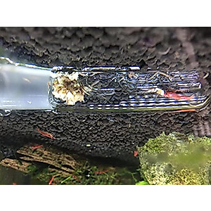 3 Holes Planaria Aquarium Trap Leeches Catcher 2 Pieces for Cherry Shrimp Crystal Red Shrimp Dwarf Shrimp Fish Tank Supplies