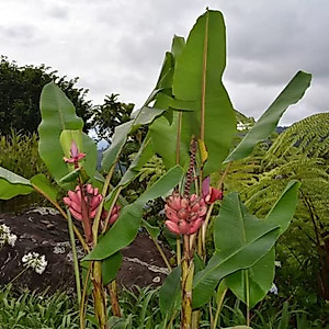 CHUXAY GARDEN 10 Seeds Musa Velutina Seed,Pink Banana,Hairy Banana, Pink Fruiting Banana, Musa Dasycarpa Evergreen Perennial Plant Showy Display