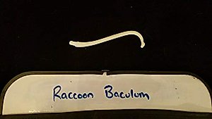 Real Raccoon Baculum Penis Dick Bone Animal Mammal/Skull Skeleton Taxidermy