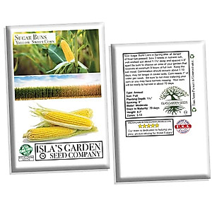 Sugar Buns Sweet Yellow Corn Seeds for Planting, 50+ Heirloom Seeds Per Packet, (Isla's Garden Seeds), Non GMO, 90% Germination Rates, Botanical Name: Zea mays, Great Home Garden Gift