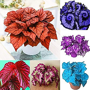 Mix Coleus Seeds for Planting, 100 Beautiful Coleus Flower Seeds