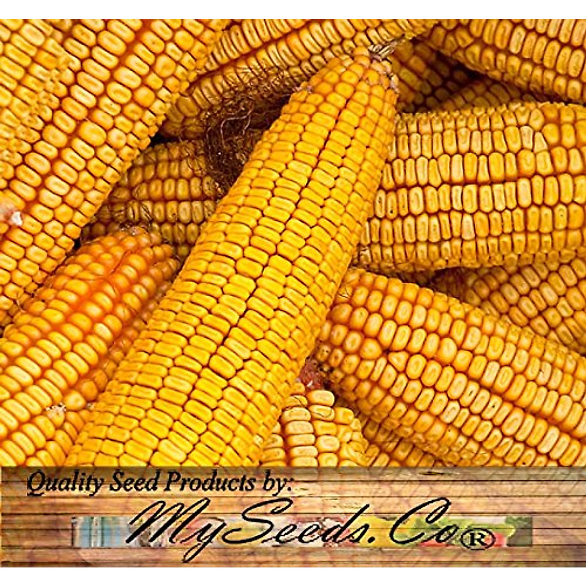 1 lb (1,600+ Seeds) Reid's Yellow Field Corn Seed (OP) Open pollinated Variety - Non-GMO Seeds by MySeeds.Co (1 lb Reid Yellow Corn)