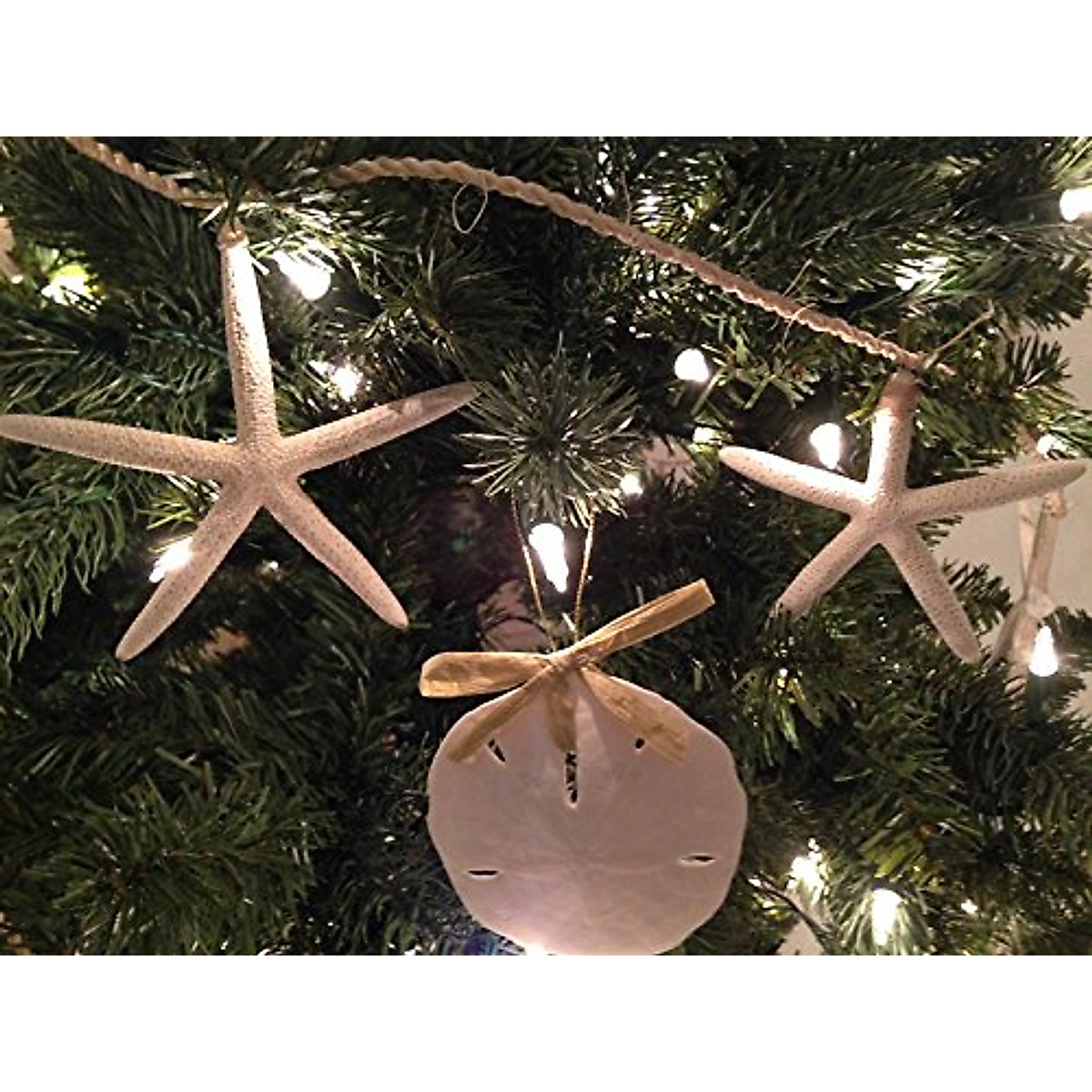 Tumbler Home Small Natural White Sand Dollars 50 pcs - Wedding - Sea Shell Craft 1 1/4" to 1 1/2" - Hand Picked and Professionally Packed