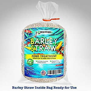 Vet Recommended Barley Straw for Fish Ponds and Fountain (16 Oz). Treats up to 3000 to 5000 Gallons, 100% Safe & Natural Pond Cleaner. Keeps Your Water Garden Clean & Fresh. Made in USA
