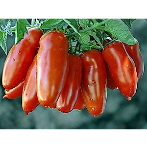 30+ Italian San Marzano Paste Tomato Seeds, Heirloom Non-GMO, Indeterminate, Open-Pollinated, Productive, Delicious, from USA