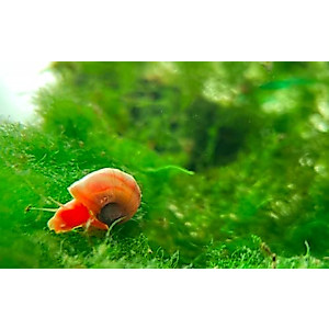 Ramshorn Snails - Pink - Leopard - Gold - Mixed Colors - Live 10+ for Freshwater Ponds/Aquariums - Bred and Raised by Bubbles Up Aquatics, pink, red, blue, gold, brown