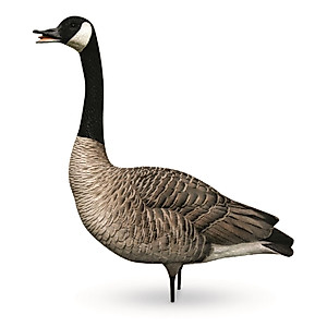 Avian-X AXP Full-Body Honkers Realistic Canadian Goose Hunting Decoys with Collapsible Stands - Fusion Pack of 6