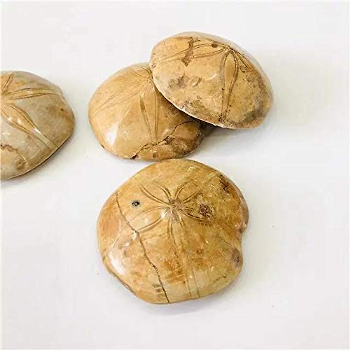 moonlightcrystal 1pc Polished Natural Ammonite Fossils Starfish Asteroid Fossils Specimen