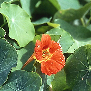Outsidepride Tropaeolum Nasturtium Vesuvius Climbing, Vining, Flowering, Plants for Trellis, Fences, Arbors & More - 200 Seeds