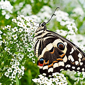 2000+ White Creeping Thyme Seeds for Planting Thymus Serpyllum - Heirloom Ground Cover Plants Easy to Plant and Grow - Open Pollinated