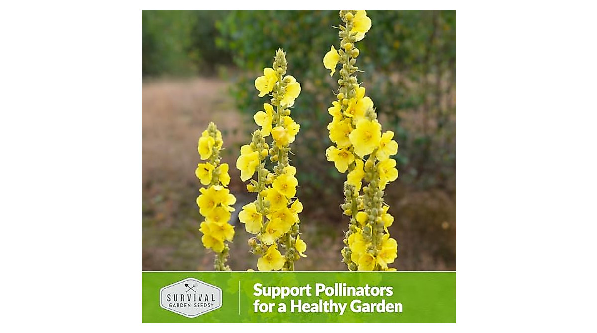 Grow Mullein Seed - Easy Medicinal Herb Kit