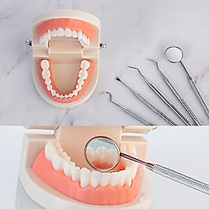 Teeth Model, Premium Dental Adult Standard Tooth Model Mouth Supplies for Dentist Students Kids Practice Teaching Studying Display Education Demonstration