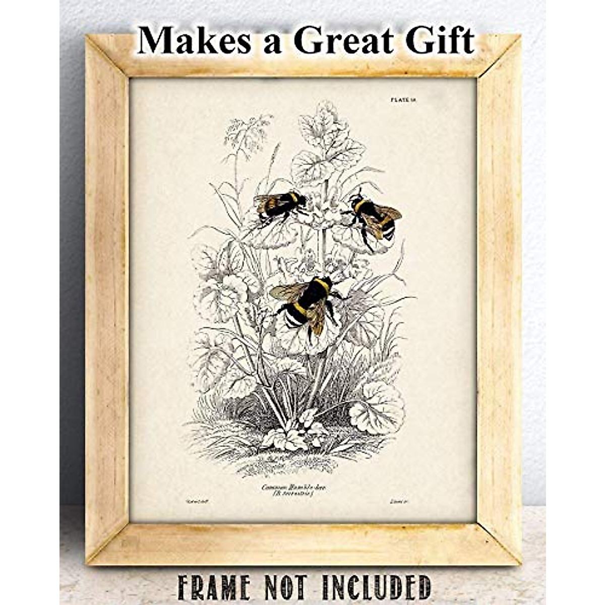 Bumble Bee Illustration - Bumblebee Farmhouse Bee Decor, Honey Bee Nature Poster, Kitchen and Room Decor, Classic Botanical Decoration and Gift for Bee Lovers, 11x14 Unframed Art Print Poster