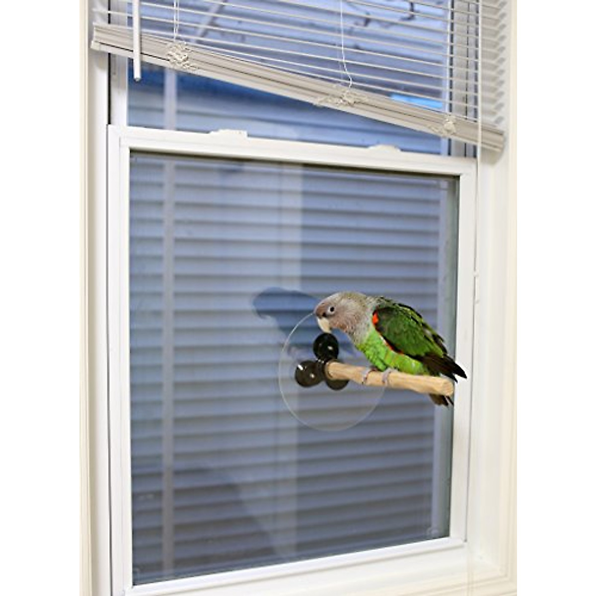 Window NU Perch for Small to Medium Parrots