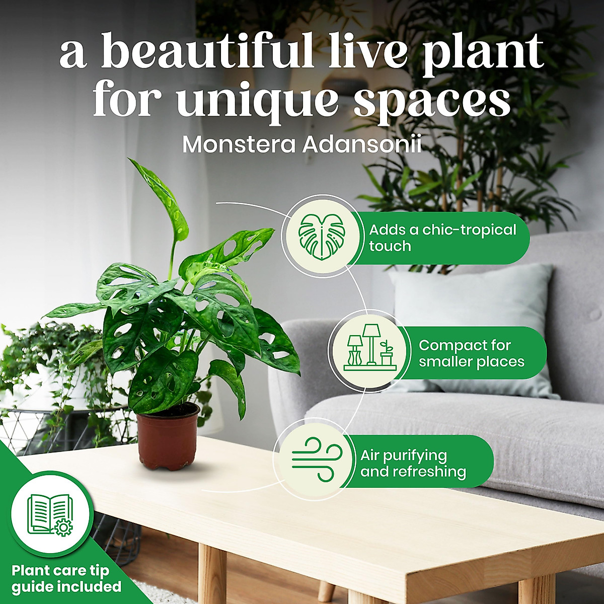 Monstera Adansonii Swiss Cheese Plant, Live in a 4 inch Pot by BubbleBlooms