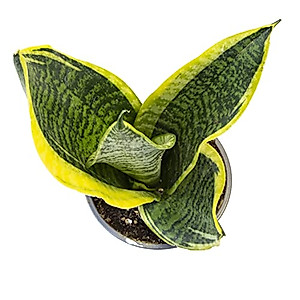 Altman Plants, Live Snake Plant, Sansevieria trifasciata Superba, Fully Rooted Indoor House Plant in Pot, Mother in Law Tongue Sansevieria Plant, Potted Succulent Plant, Houseplant in Potting Soil