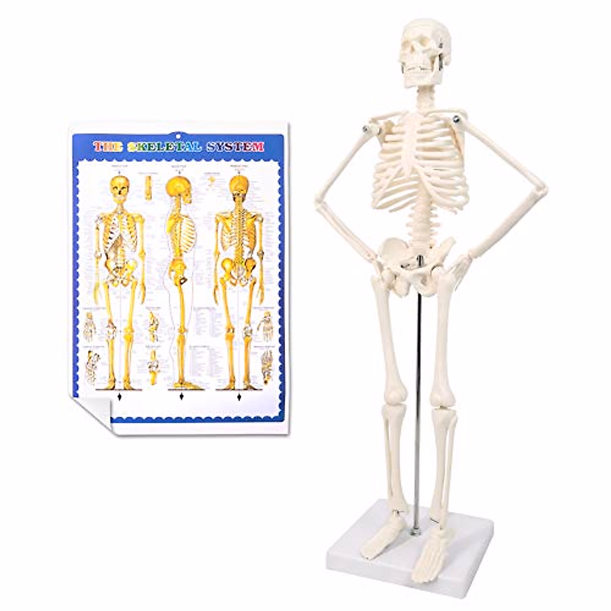 2023 Newest Design Human Skeleton Model for Anatomy,17.7“ High Scientific Anatomy Human Body Model,with Movable Arms and Legs Bones Structures,Whole Spine and Ribs of The Skeleton Model are Integrated