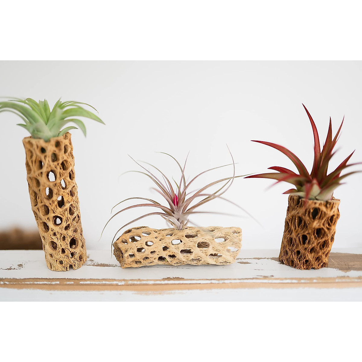 Air Plant Shop 3 Pack 3 Inch Cholla Cactus Holders with Assorted Air Plants- Wholesale and Bulk - Succulents - Live Tillandsia - Easy Care Indoor and Outdoor House Plants