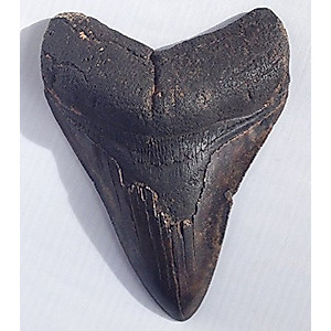 Genuine Fossil Megalodon Shark Tooth #4-4 3/8"