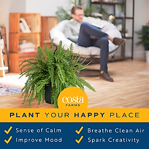 Costa Farms Ferns (2 Pack), Live Premium Boston Fern Plants in Hanging Basket Planters, Houseplants Potted in Soil Potting Mix, Outdoor Garden Gift, Beautiful Home Patio Décor, 16-Inches Tall