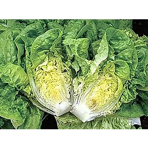 "Little Gem" Butterhead Lettuce Seeds for Planting, 1000+ Heirloom Seeds Per Packet, (Isla's Garden Seeds), Non GMO Seeds, Scientific Name: Lactuca Sativa, Great Home Garden Gift
