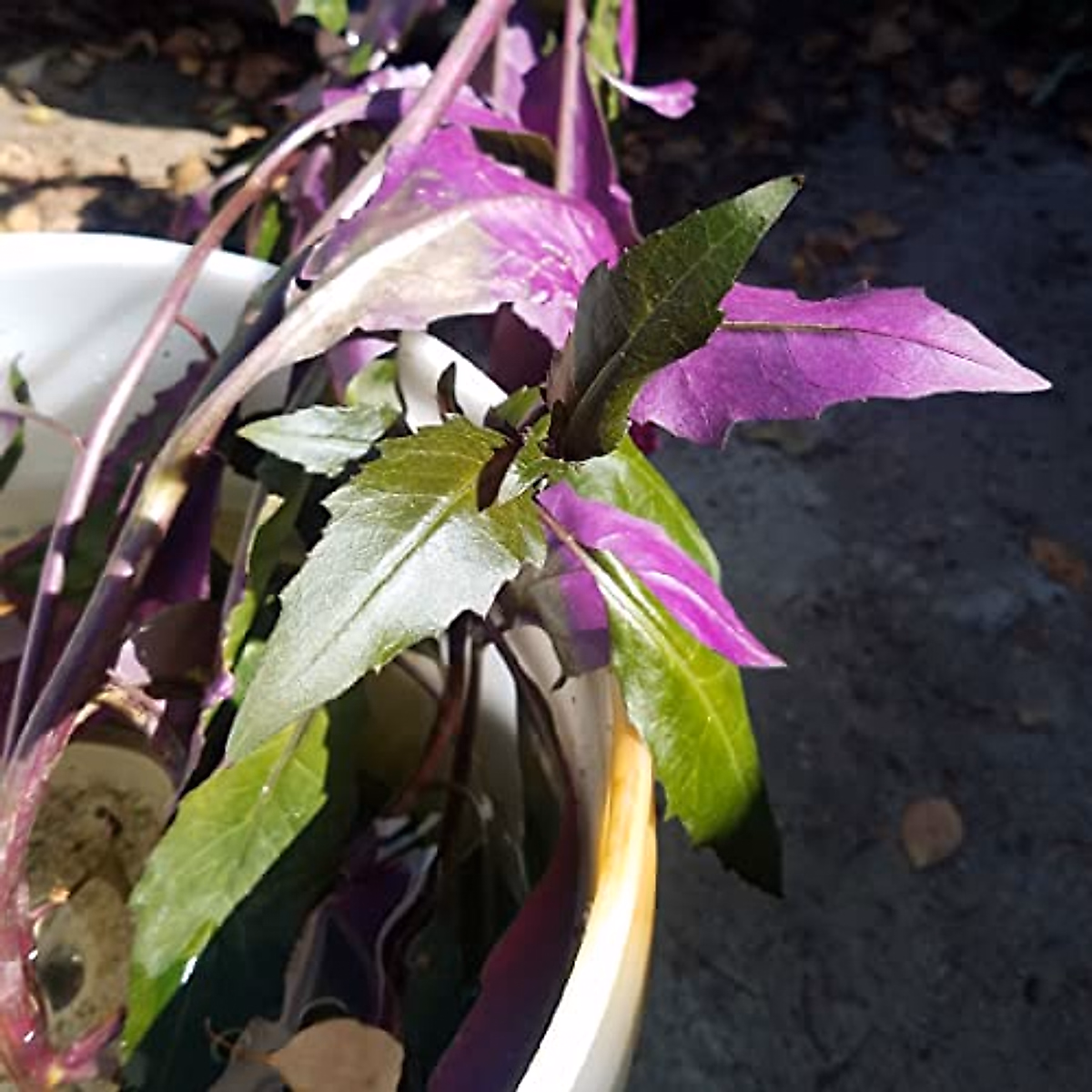 Okinawa Spinach - 3 Live Starter Plants - Gynura Crepioides - Grow Your Own Vegetables and Fruit in The Garden or Patio