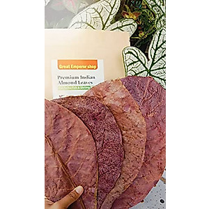 Pufa Great Emperor shop Premium Indian Almond Leaves Medium Catappa for Betta Fish & Shrimps|Best / Shrimp |Indian Almonds Naturally sourced Help Boost immunity 65g.
