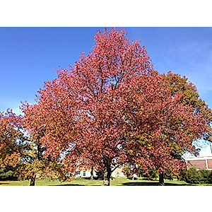American Sweetgum Tree Plant, 2-3 ft Tall Tree Plant in Pot - Fast Growing
