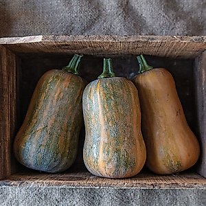 David's Garden Seeds Squash Winter Butternut Honeynut 6718 (Tan) 25 Non-GMO, Open Pollinated Seeds