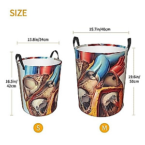 Human Anatomy Heart Chart Laundry Basket Protable Circular Laundry Hamper Storage Bin Organizer With Handles For Bathroom,Bedroom Clothes