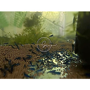 Swimming Creatures 10 Blue Dream(Grade A+) Neocaridina Freshwater Aquarium Shrimp. Live Arrival Guarantee.