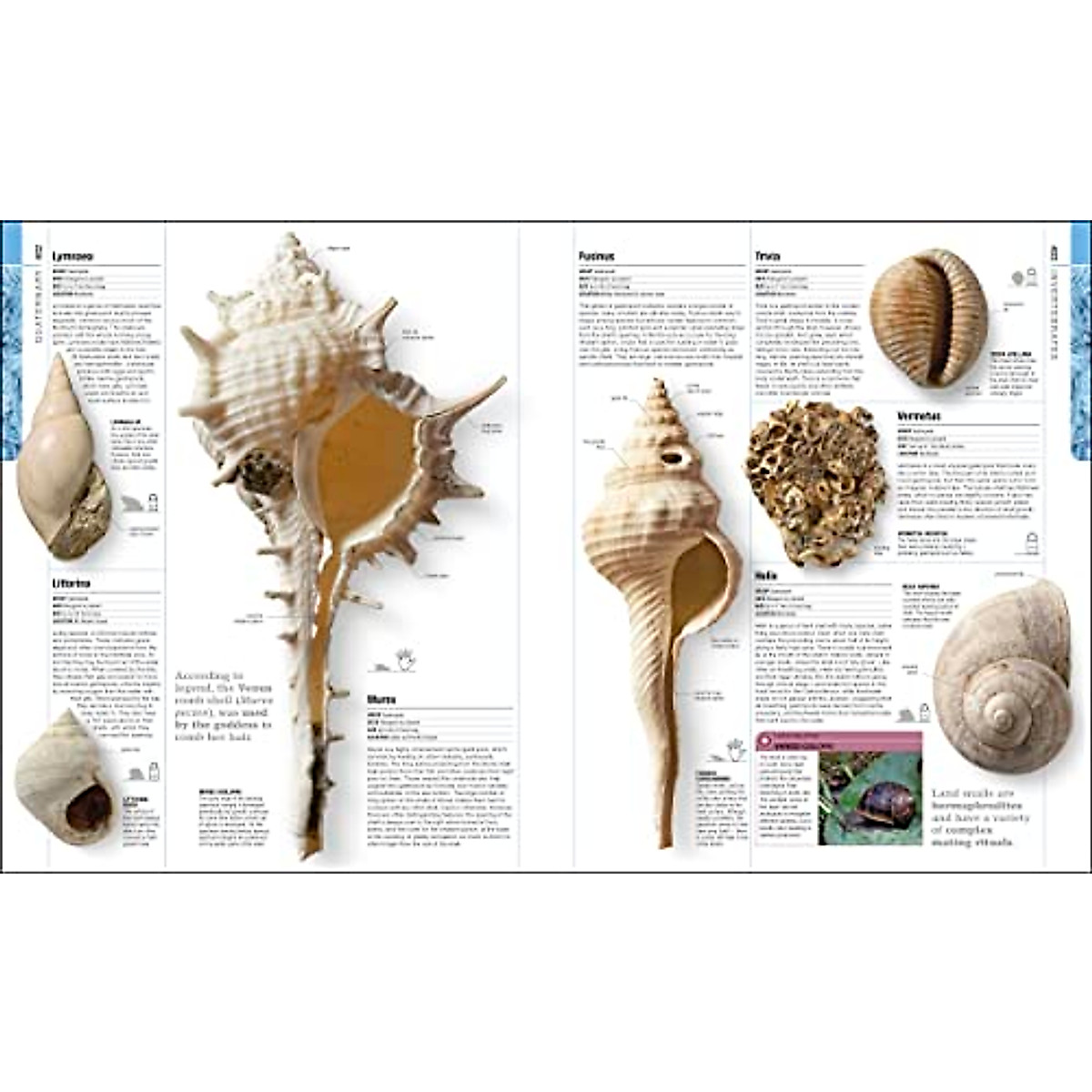 Dinosaurs and Prehistoric Life: The Definitive Visual Guide to Prehistoric Animals (DK Definitive Visual Encyclopedias)