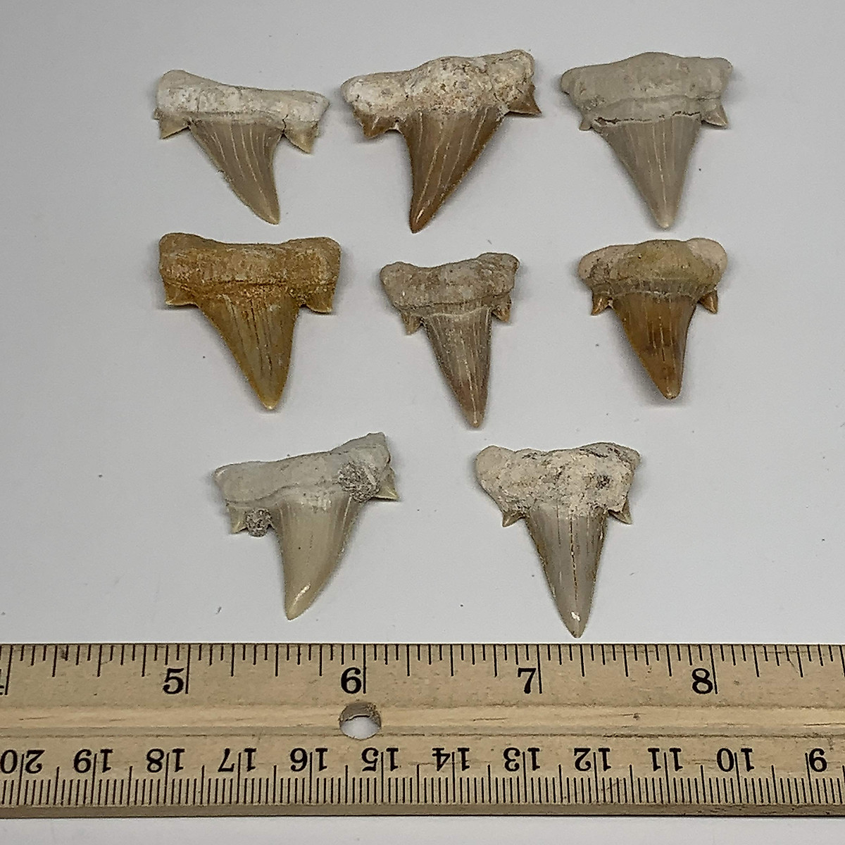 8 Pieces Lot, 47.3g, 1.1"- 1.4" Small Natural Fossilized, Fossils Fish Shark Tooth, Shark Teeth from Morocco,B12750