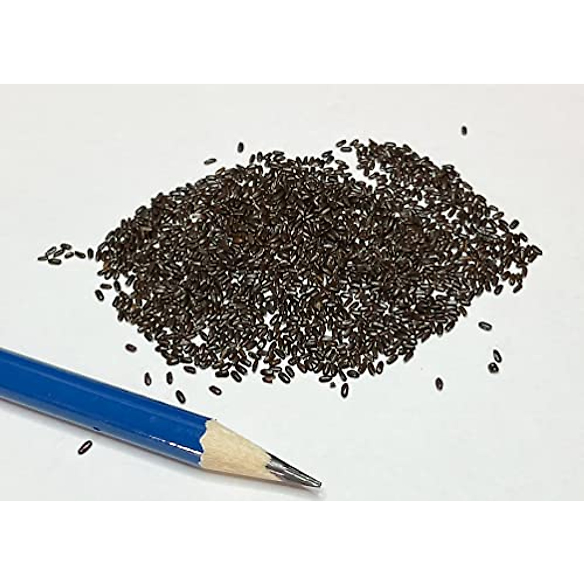 1400 English Lavender Seeds for Planting Indoors or Outdoors, 90% Germination, to Give You The Lavender Plant You Need, Non-GMO, Heirloom Herb Seeds (1 Pack)