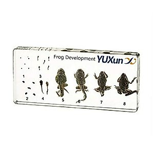 Lifecycle of a Frog Development Paperweight Specimens Paperweight Science Classroom Animal Specimen for Science Education