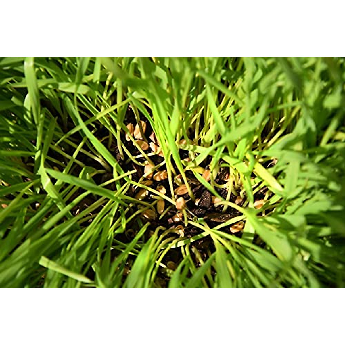 Cat Grass Seeds by Perfect Plants - 1lb. Bag - Guaranteed to Grow Non-GMO Wheat Grass Seed