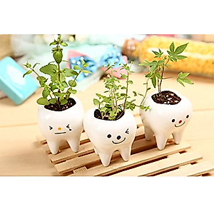 MONMOB Pack of 3 Mini Shaped Tooth Planter Ceramic Succulent Plant Pots Set for Small Succulent Tooth Gifts for Adults Kids Women Dentist