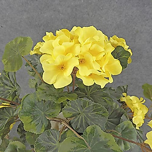 Geraniums Seeds Heat Tolerant Easy to Grow Annual Fragrant Edible Low Maintenance Bed Border Container Indoor Outdoor 200Pcs Mixed Colors Flower Seeds by YEGAOL Garden