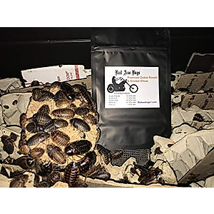 Bad Ass Bugs 200 Large Dubia Roaches