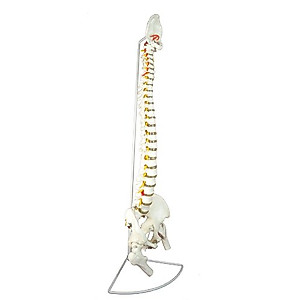 Super Flexible Spine Model with Pelvis and Femur Heads, Life Size, 87cm/34”