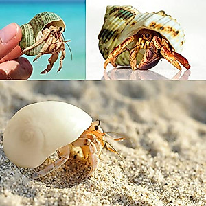 Giftvest Hermit Crab Shells Medium and Large 12PCS Growth Turbo Seashells Saltwater Hermit Crab Shells Medium Sea Shell for Hermit Crabs Hermit Crab Supplies