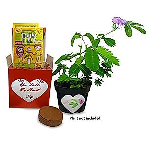 TickleMe Plant Grow Kit - You Tickle My Heart - Share Growing The Only Plant That Closes Its Leaves When Tickled or When Blown a KISS! Includes Soil Disk, Seeds, 4 inch Flower Pot. Easy to Grow.