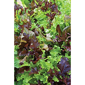 Burpee Gourmet Blend Lettuce Seeds 1000 seeds